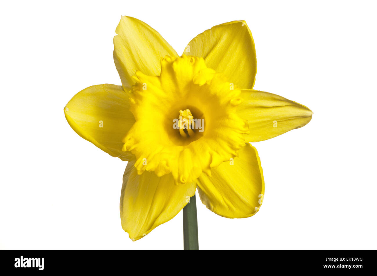 single spring daffodil in bloom against white background Stock Photo ...