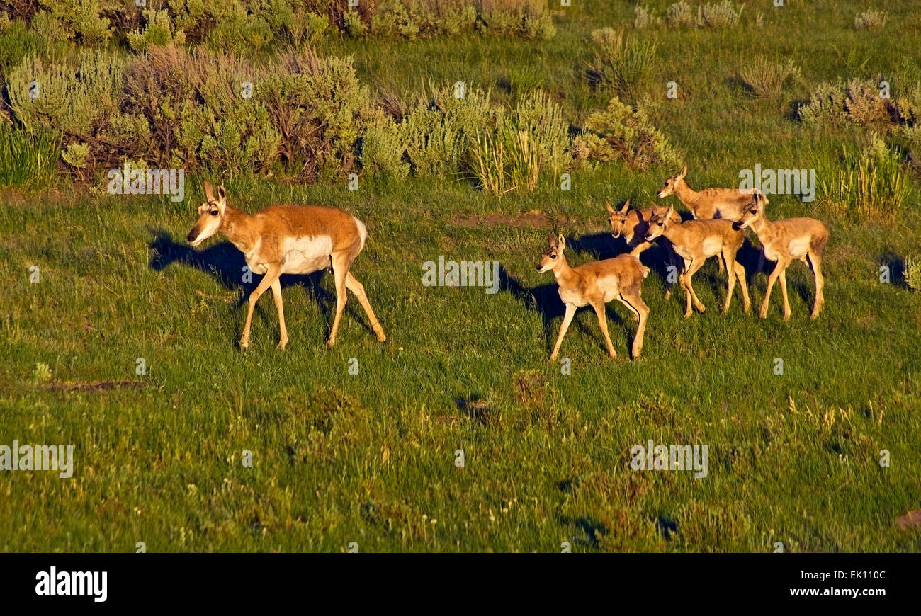 Baby Pronghorn Antelope