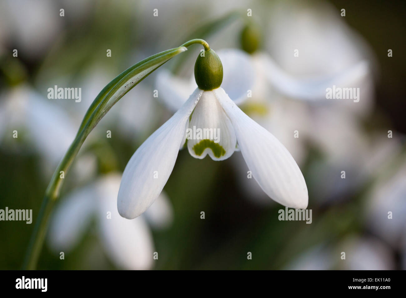 Winter garden uk hi-res stock photography and images - Alamy