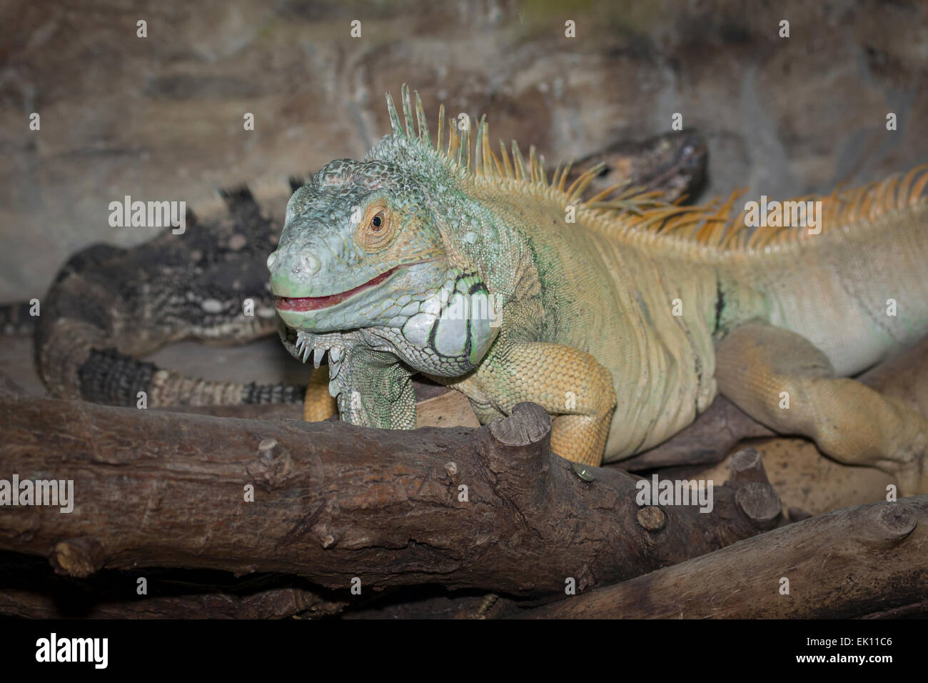 Photograph of a green iguana looking forward with a female in the ...