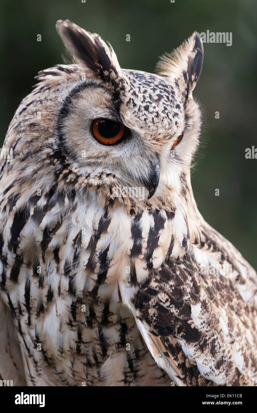 Three quarter portrait close up of an isolated eagle owl staring alert ...