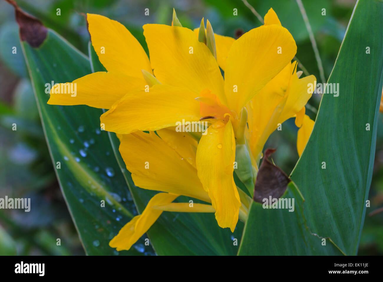 Canna canna indica hi-res stock photography and images - Alamy