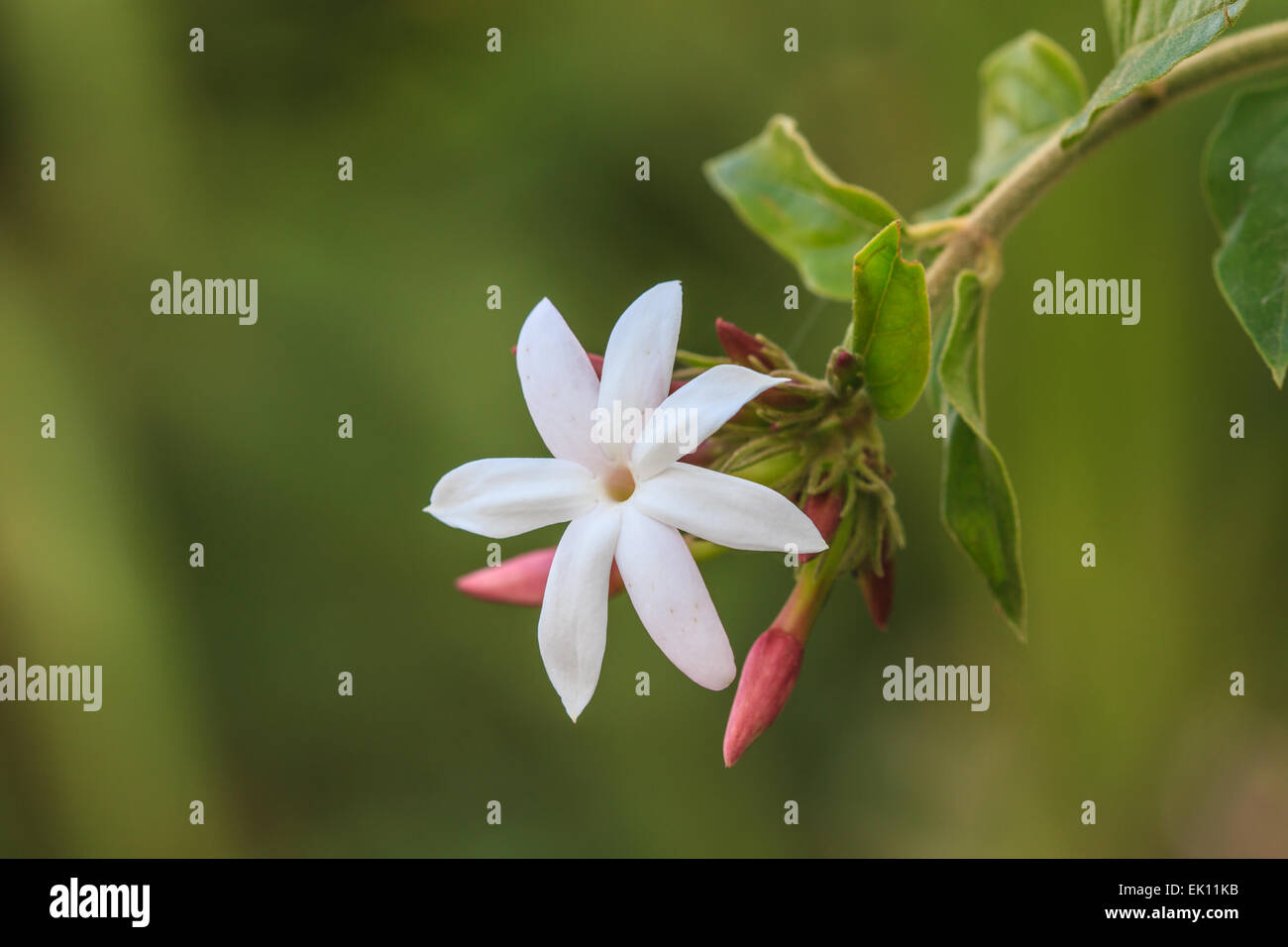 White Jasmine flowers on tree in garden Stock Photo - Alamy