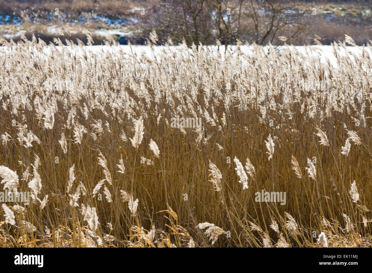 Dry tall grass. Background Stock Photo - Alamy