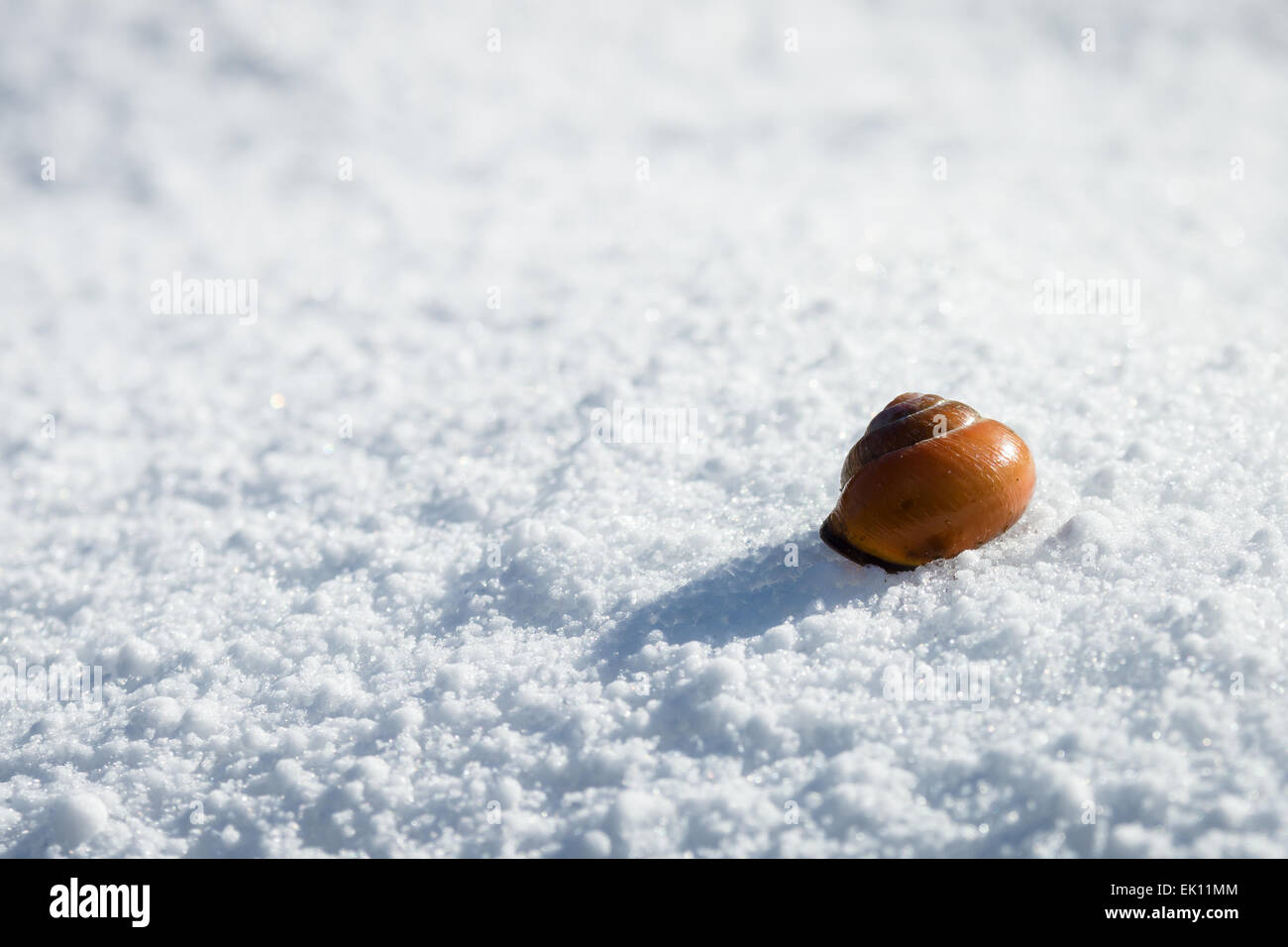 Snail shells in the snow Stock Photo - Alamy