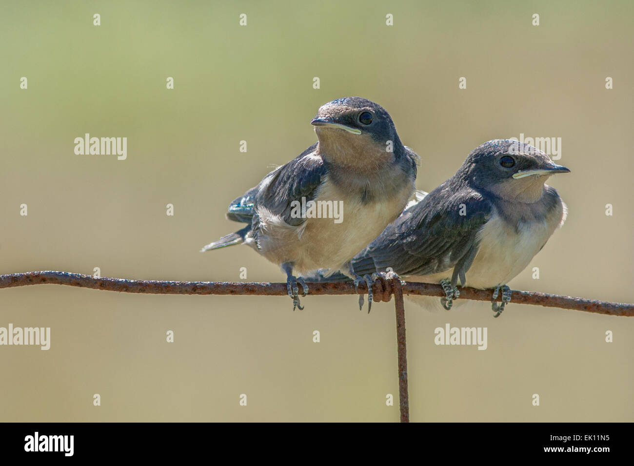 Barn Swallow - Hirundo rustica Stock Photo - Alamy