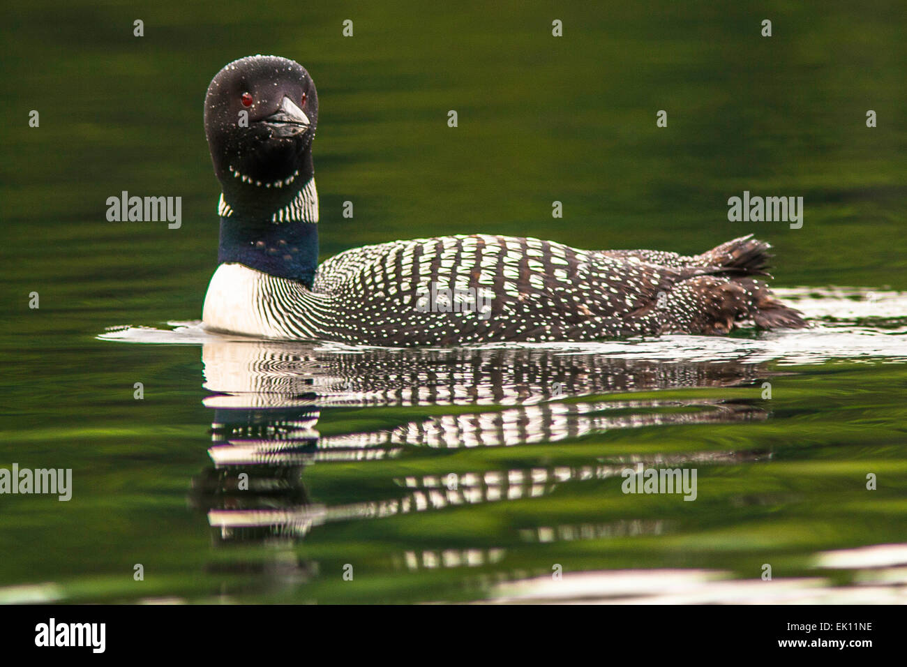 Loon hi-res stock photography and images - Alamy