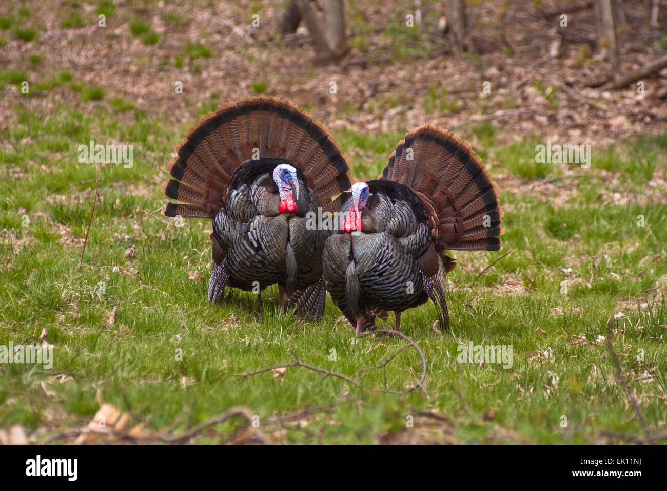 Tom Turkey Two High Resolution Stock Photography and Images - Alamy