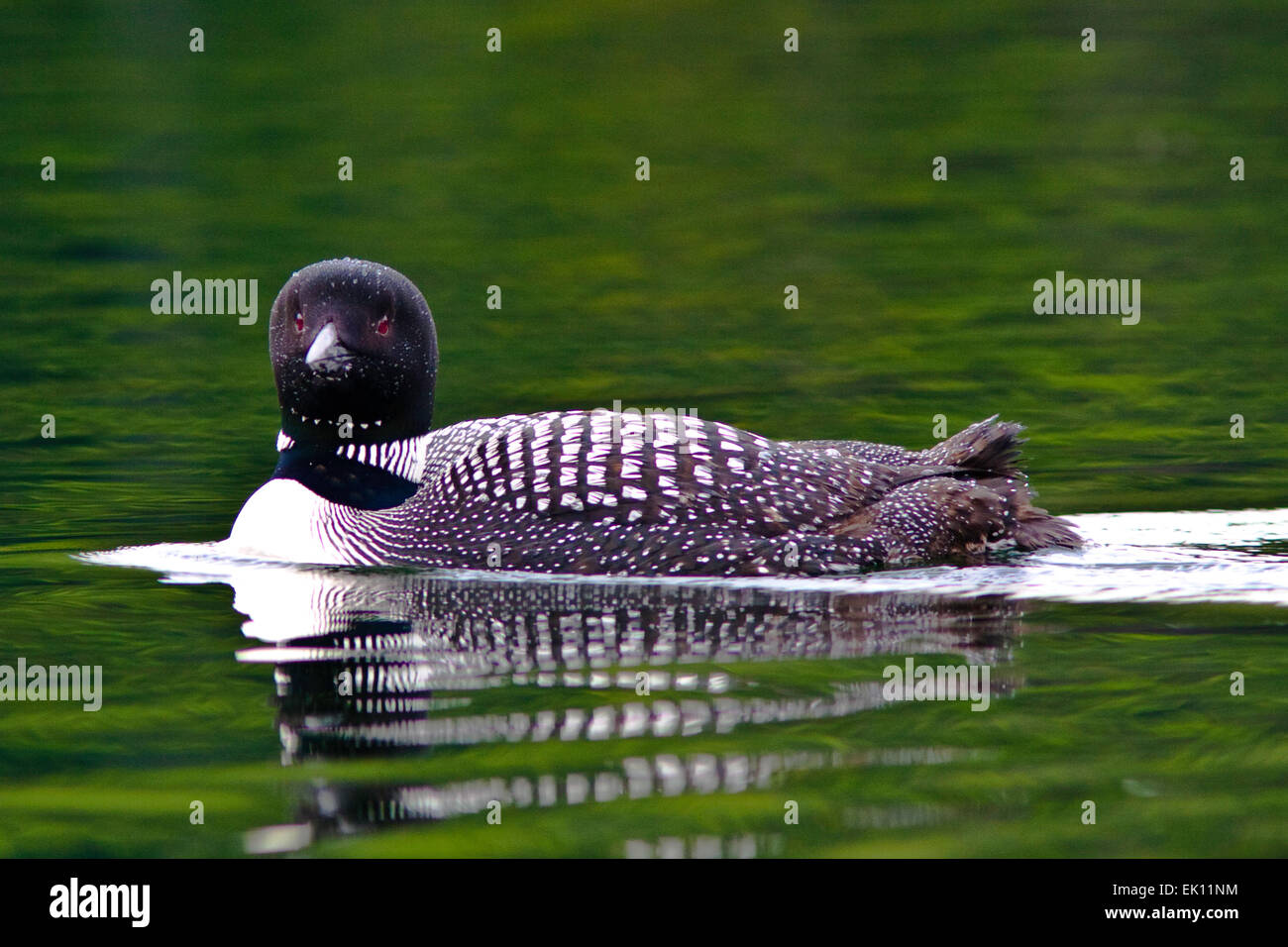 Loon hi-res stock photography and images - Alamy