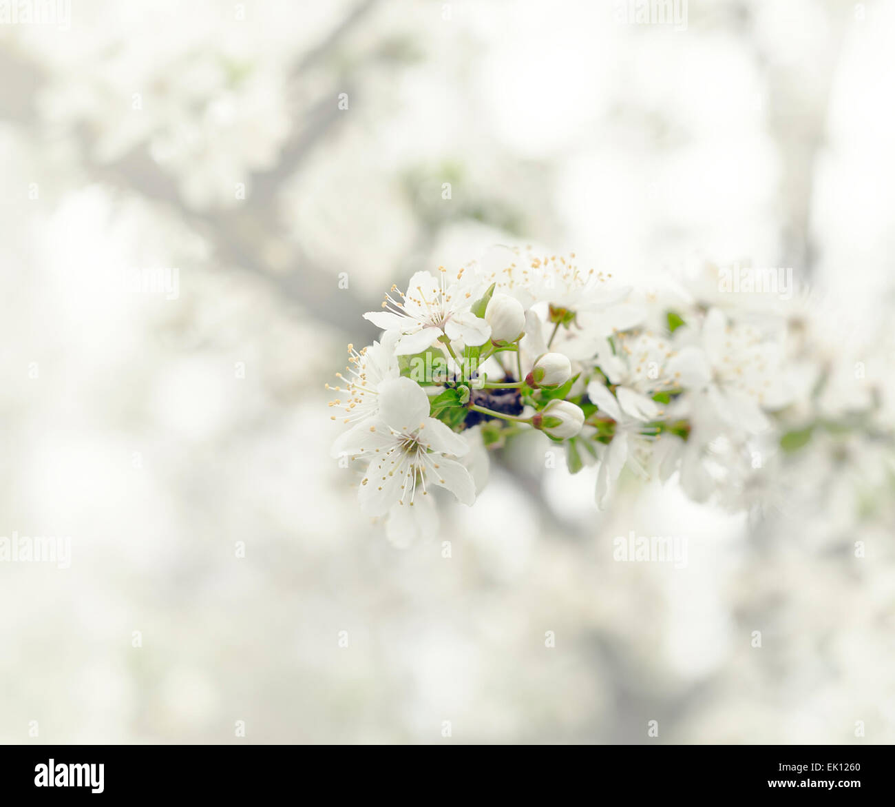Cherry tree flower in spring Stock Photo - Alamy