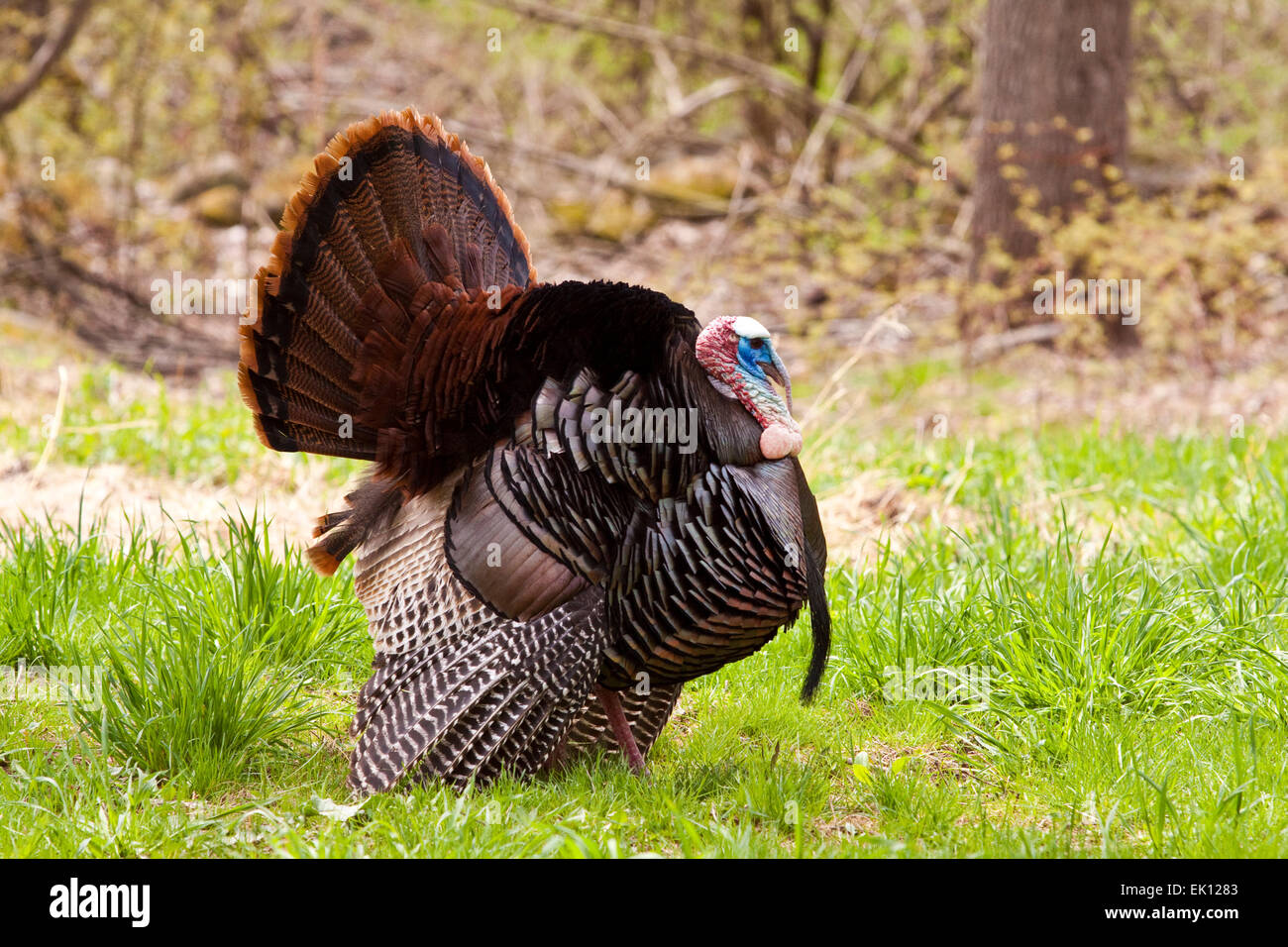 Tom turkey hi-res stock photography and images - Alamy