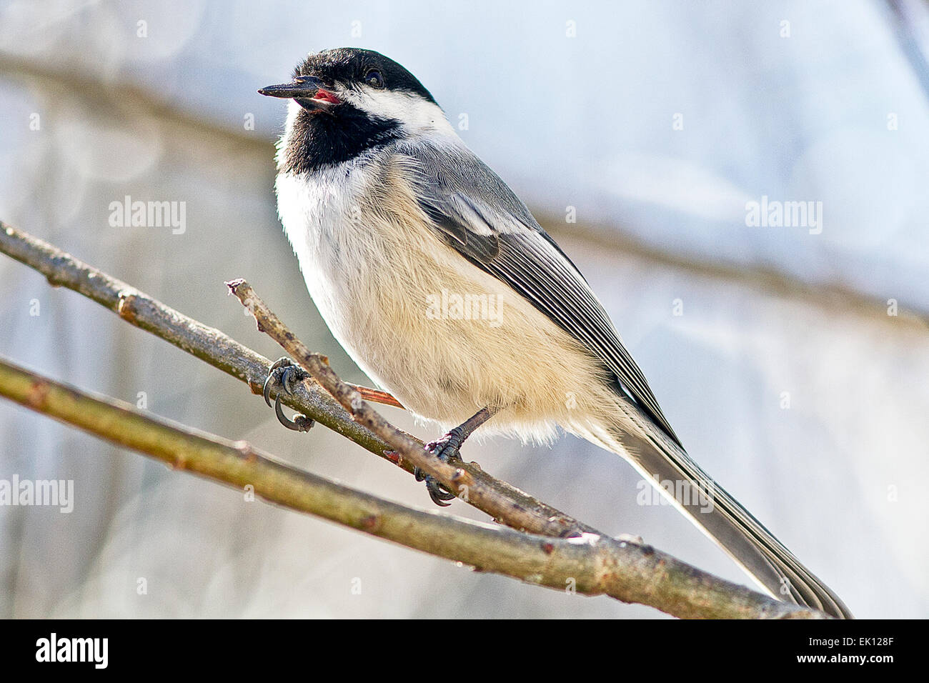 Black capped chickadee hi-res stock photography and images - Alamy