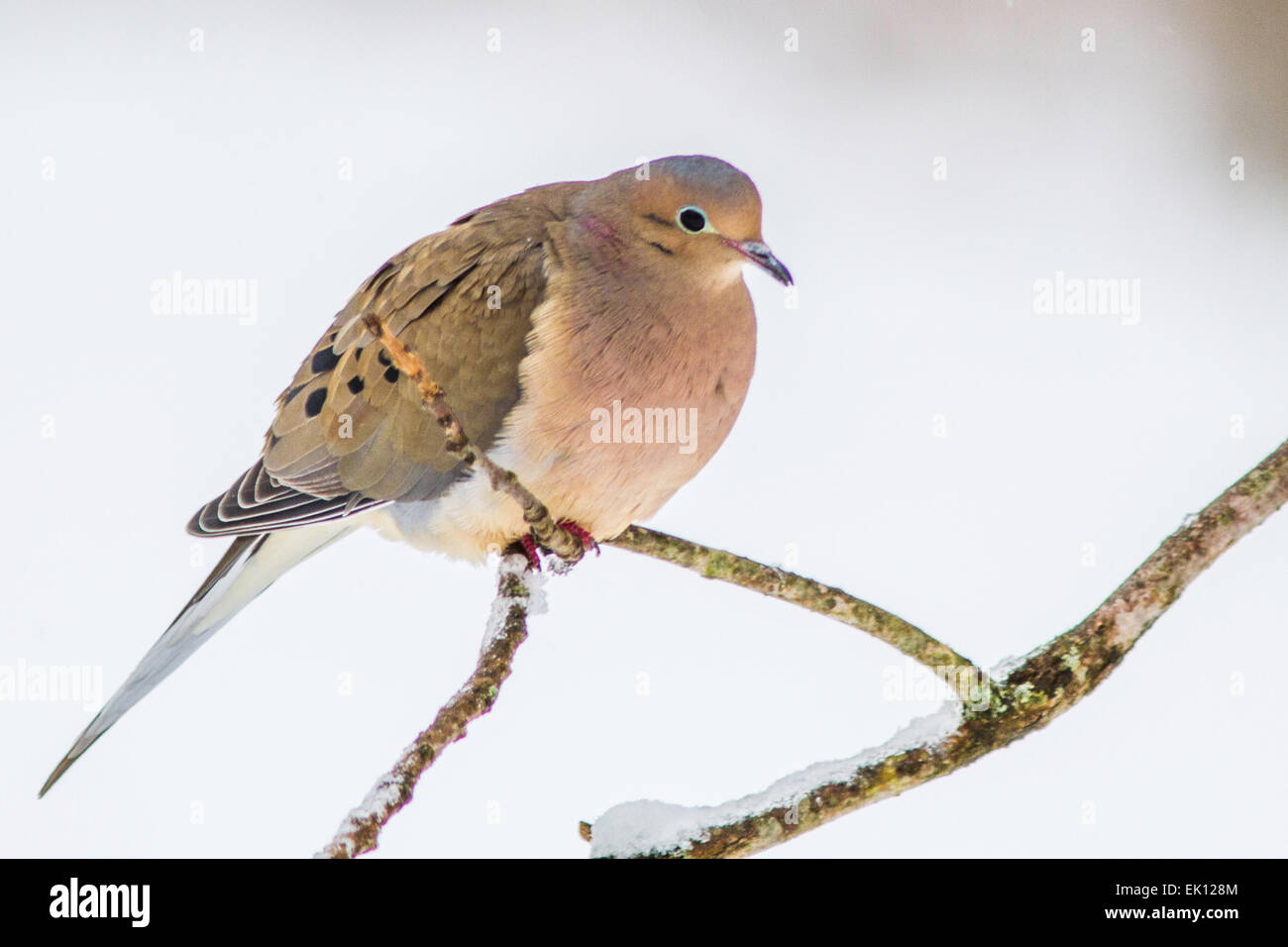 Mourning Dove - Zenaida macroura Stock Photo - Alamy