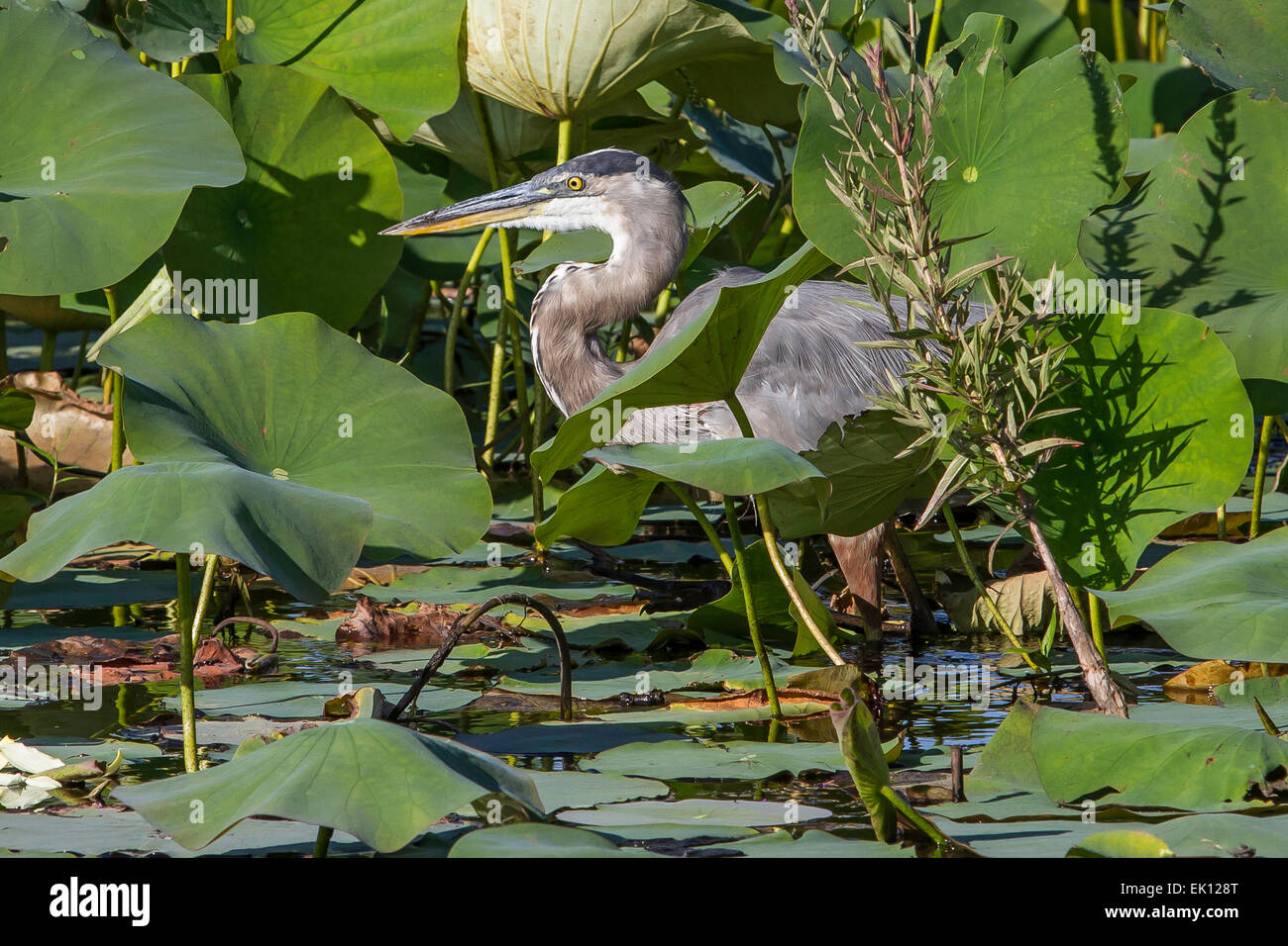 Great Blue Heron in a wetland Stock Photo - Alamy