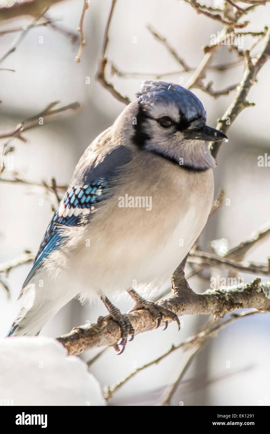Blue Jay - Cyanocitta cristata Stock Photo - Alamy