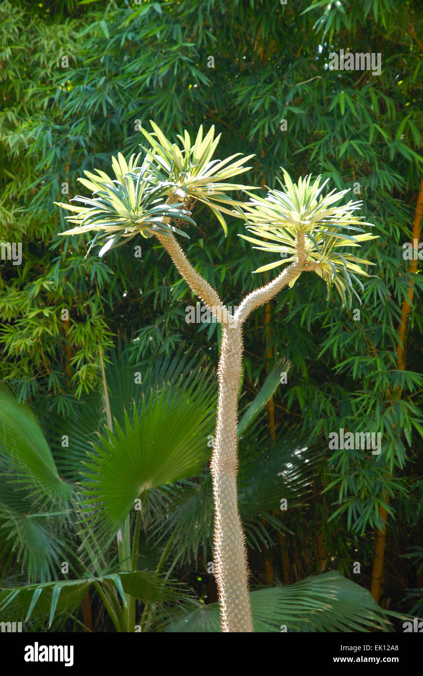 spiny palm tree Stock Photo - Alamy