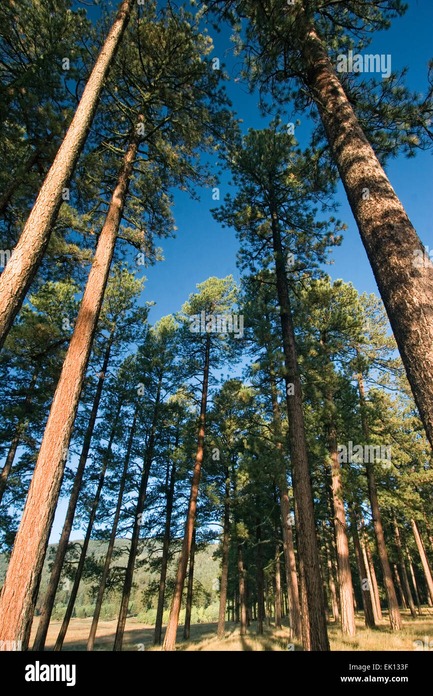Valles Caldera National Preserve Stock Photos & Valles Caldera National ...