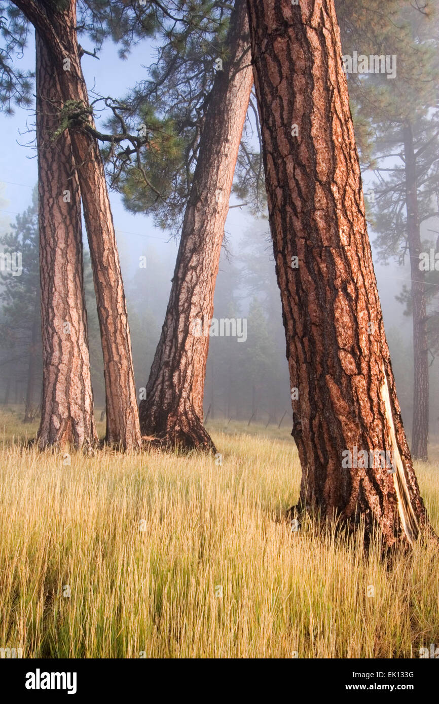 Valles Caldera National Preserve Stock Photos & Valles Caldera National ...
