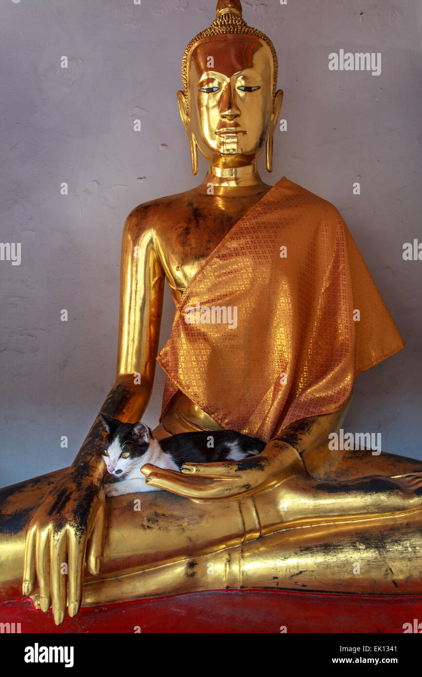 Buddha cat hi-res stock photography and images - Alamy