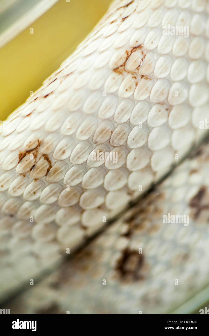 Dead snake in jar hi-res stock photography and images - Alamy