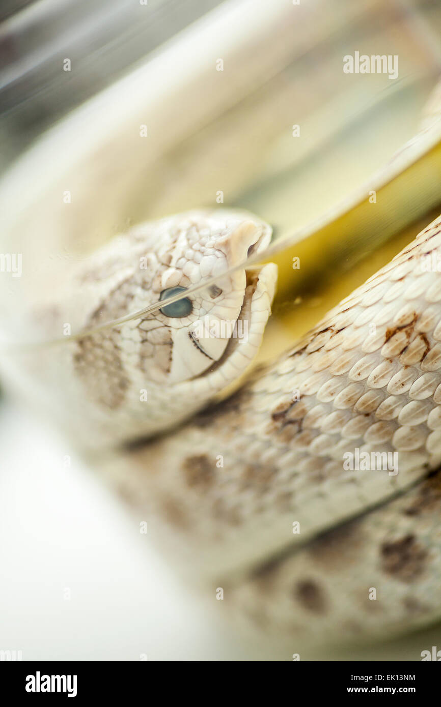 Dead snake in jar hi-res stock photography and images - Alamy