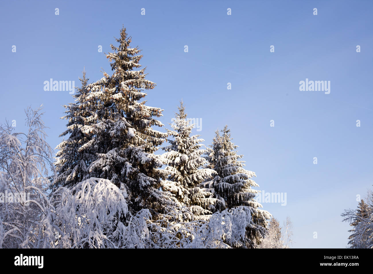 spruce in the snow Stock Photo - Alamy
