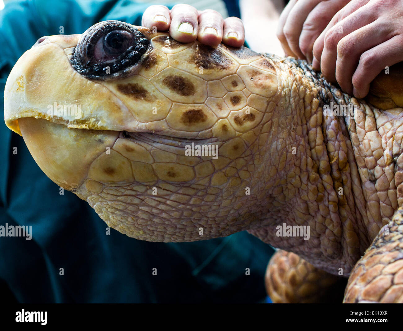 Stralsund, Germany. 5th Mar, 2015. Veterinarian Dieter Goebel examines ...