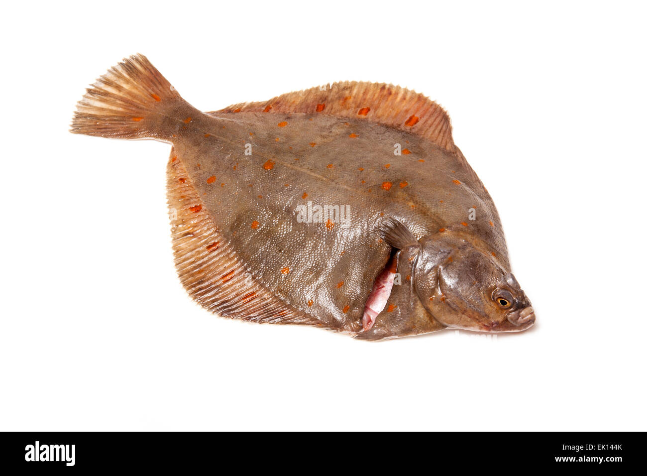 Whole Plaice flatfish isolated on a white studio background Stock Photo ...