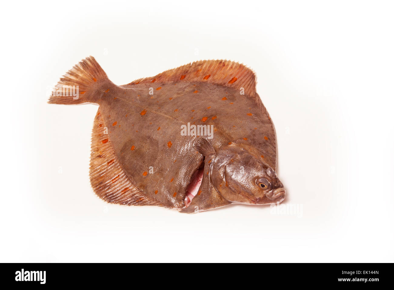 Whole Plaice flatfish isolated on a white studio background Stock Photo ...