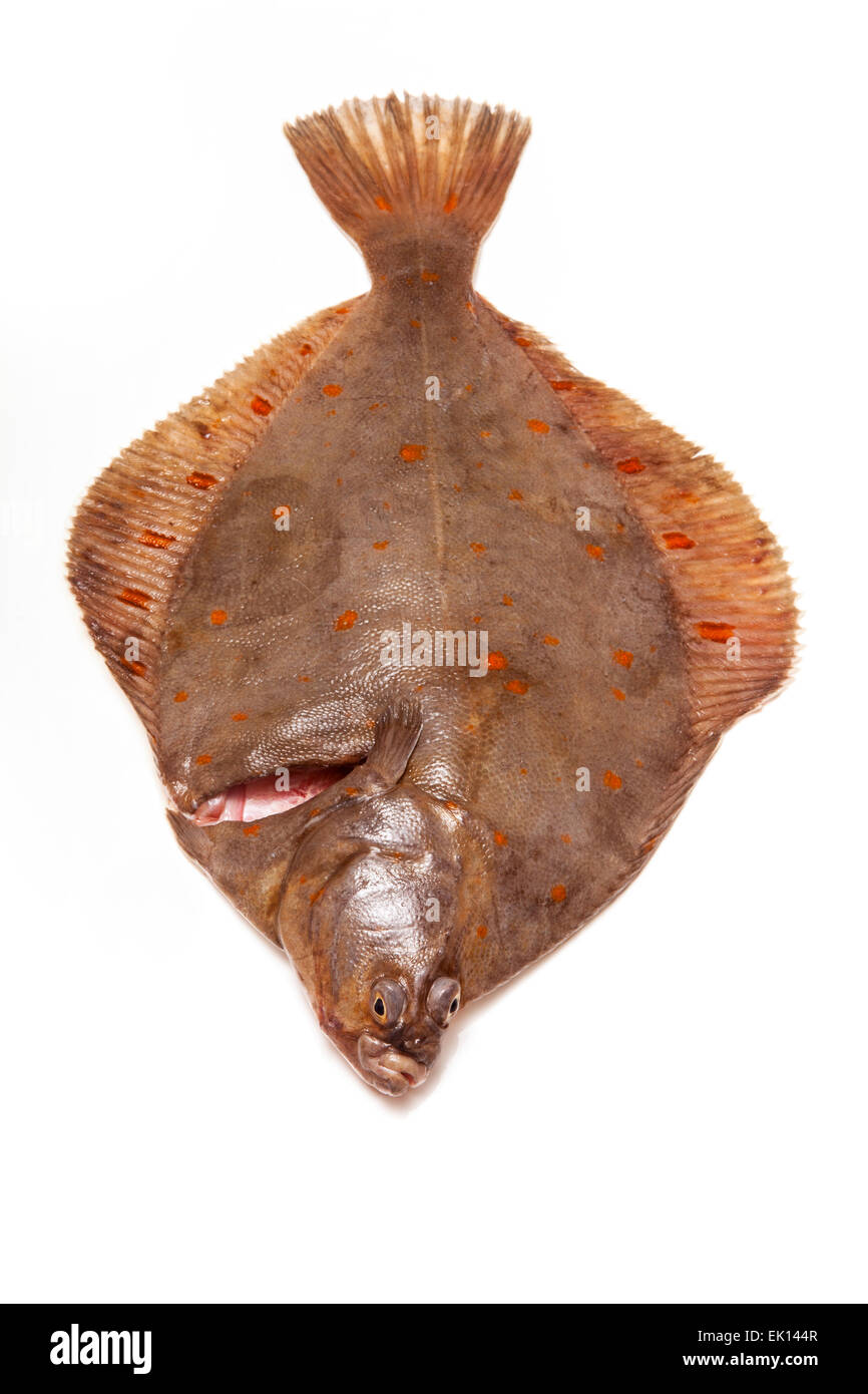 Whole Plaice flatfish isolated on a white studio background Stock Photo ...