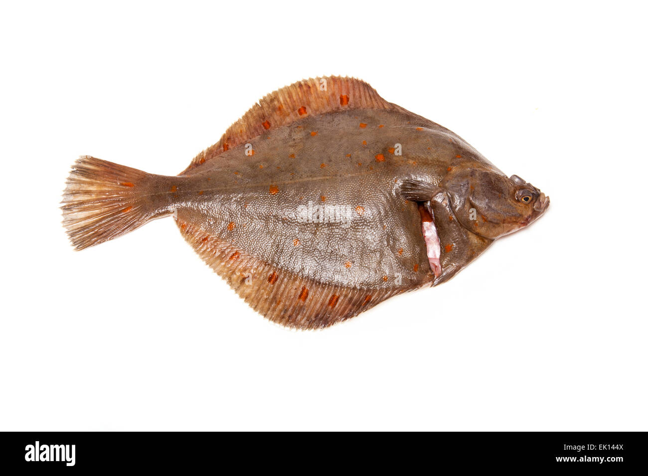 Plaice fish isolated hi-res stock photography and images - Alamy