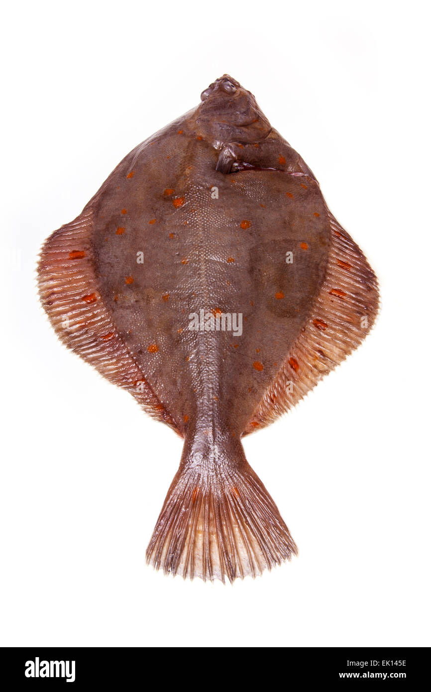 Whole Plaice flatfish isolated on a white studio background Stock Photo ...