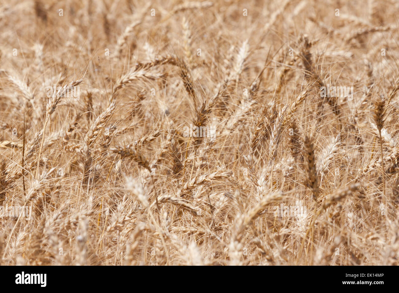 Close up of a wheat field background Stock Photo - Alamy