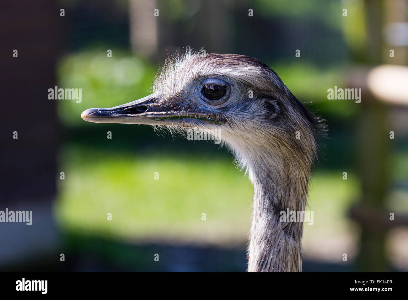 American rhea hi-res stock photography and images - Alamy