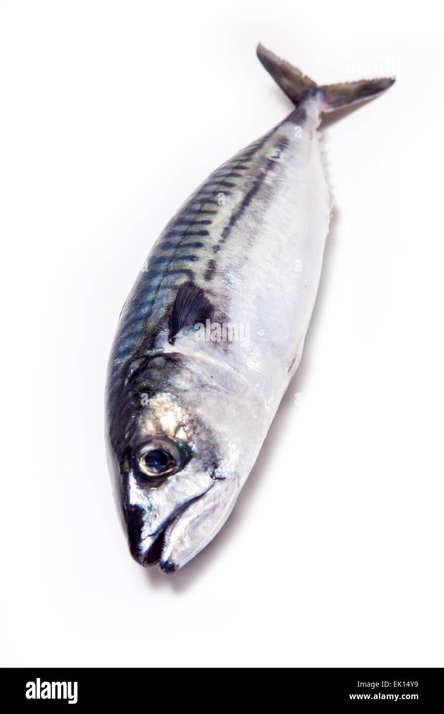 Whole Atlantic mackerel (Scomber scombrus) fish isolated on a white ...