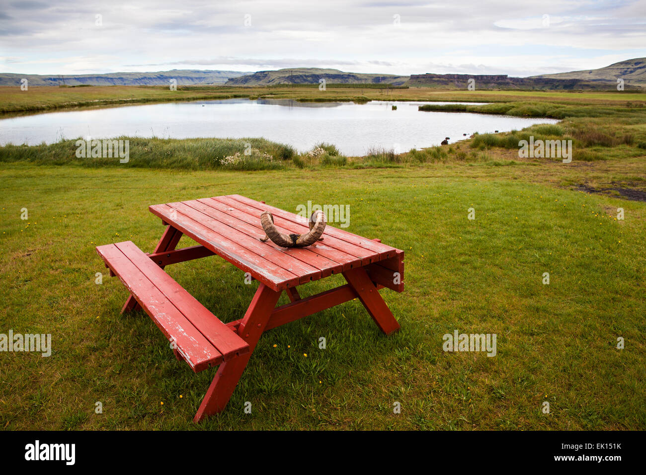 A ram's horn lays on a red picnic table in Iceland Stock Photo - Alamy