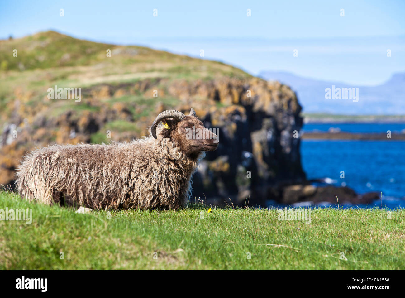 Ram on a hillside on Flatey Island in Breidafjordur Iceland Stock Photo ...