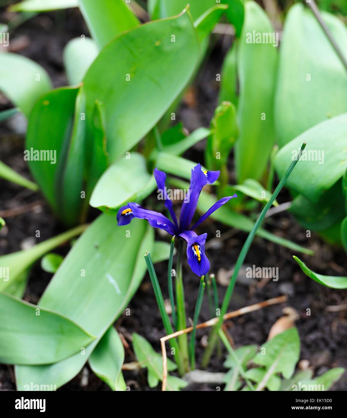 Tiny Purple Dutch Iris Stock Photo - Alamy