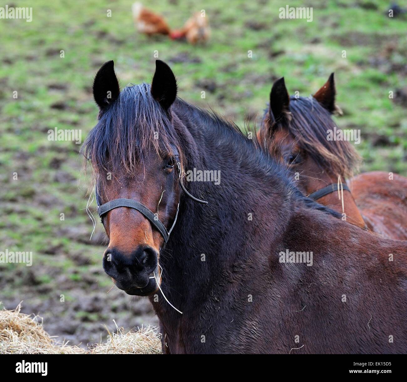 Black And White Cob Horse High Resolution Stock Photography and Images ...