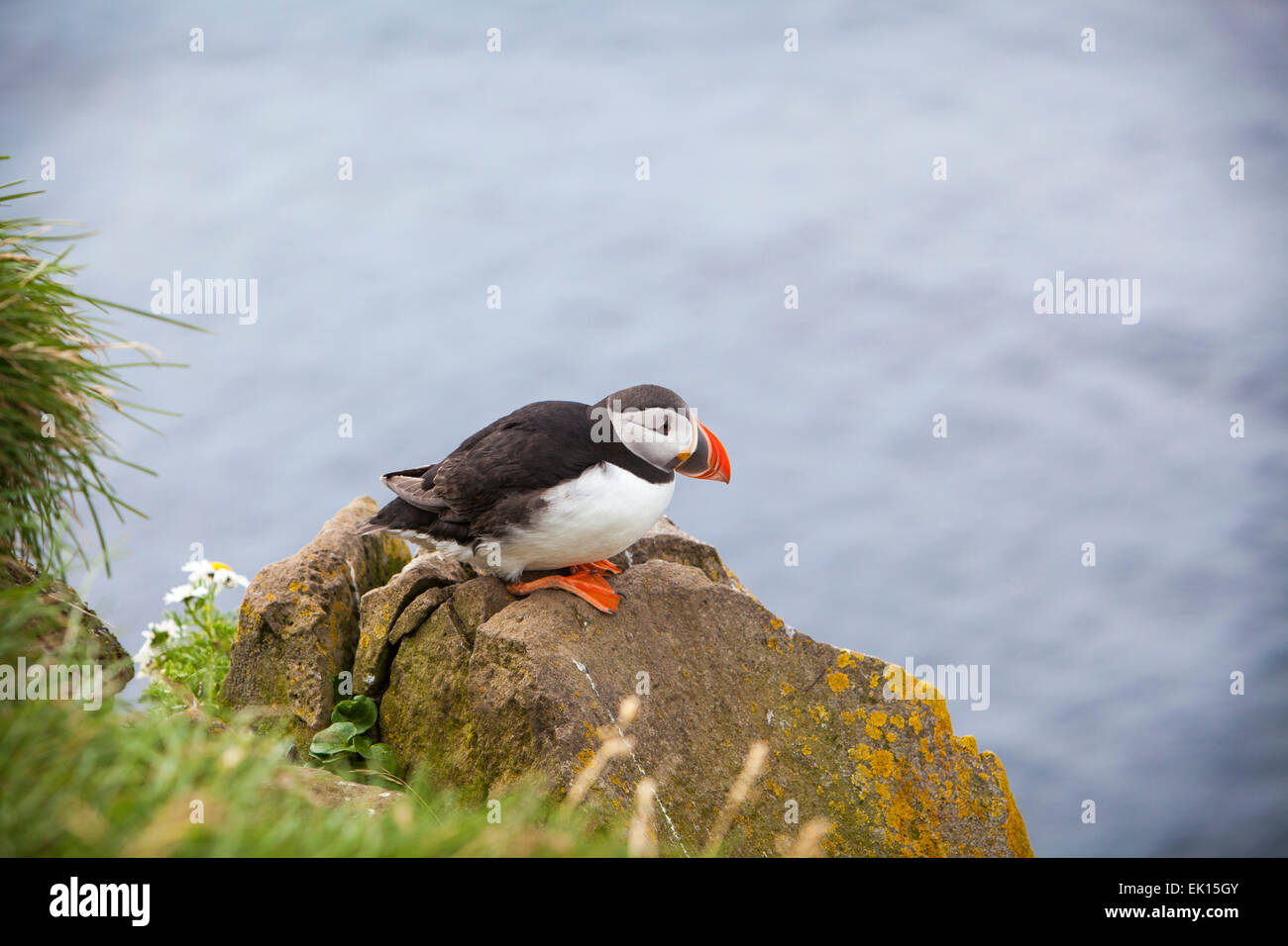 Puffin bird on the Latrabjarg cliffs in the Westfjords of Iceland Stock ...