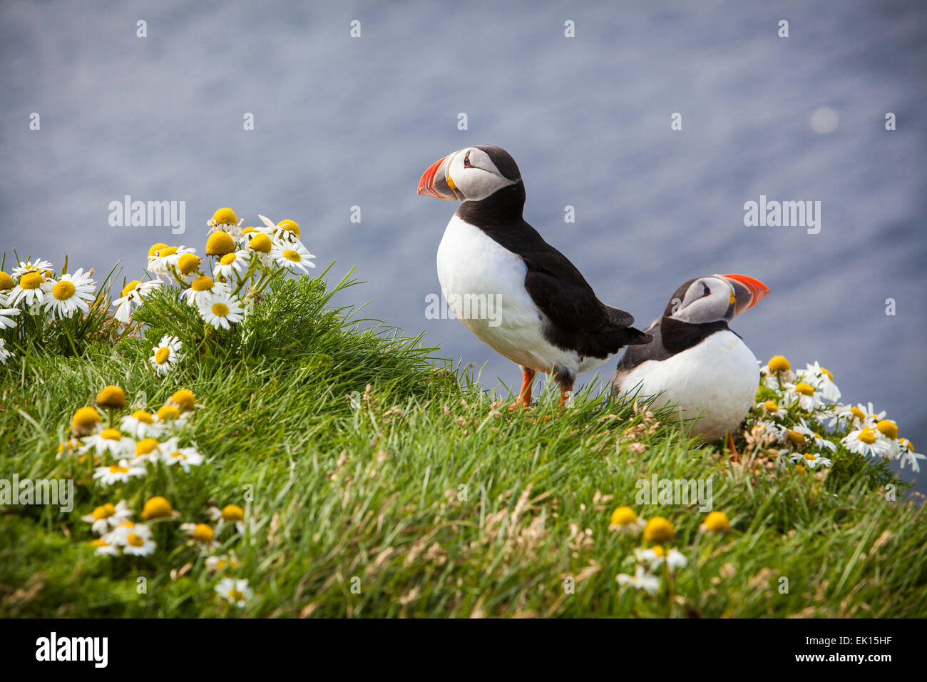 Birds of iceland hi-res stock photography and images - Alamy