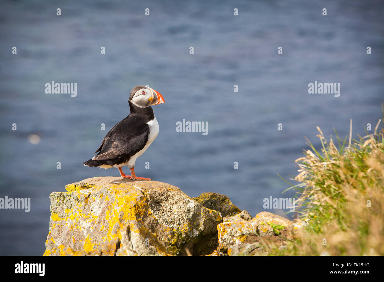Puffin bird on the Latrabjarg cliffs in the Westfjords of Iceland Stock ...
