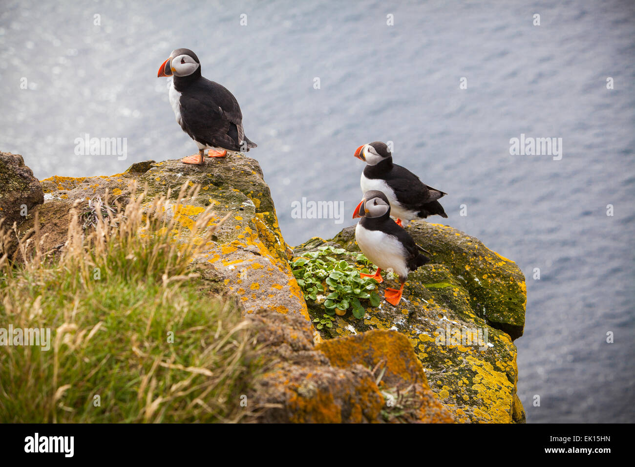 Puffin birds on the Latrabjarg cliffs in the Westfjords of Iceland ...