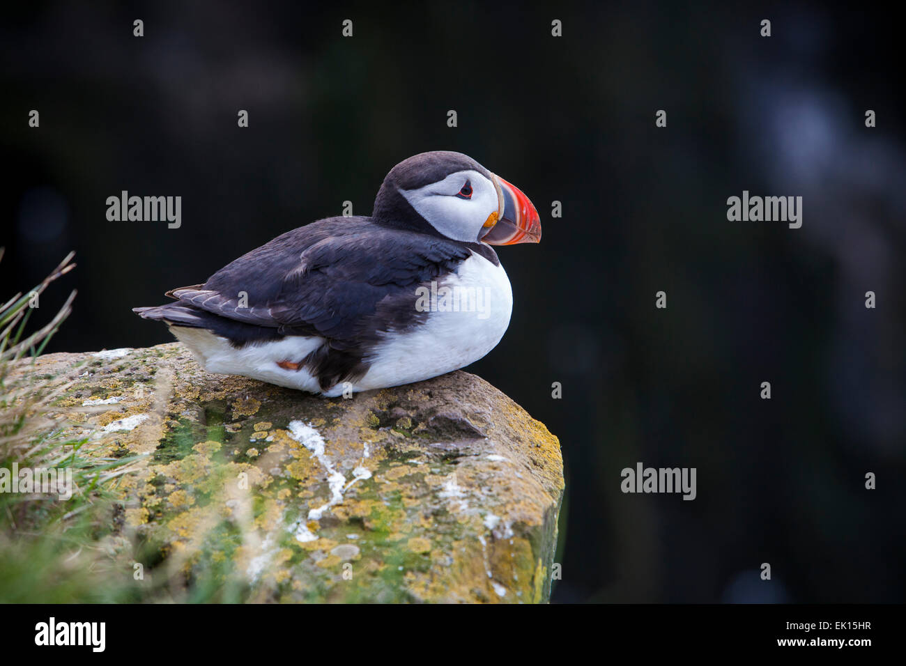 Puffin bird hi-res stock photography and images - Alamy