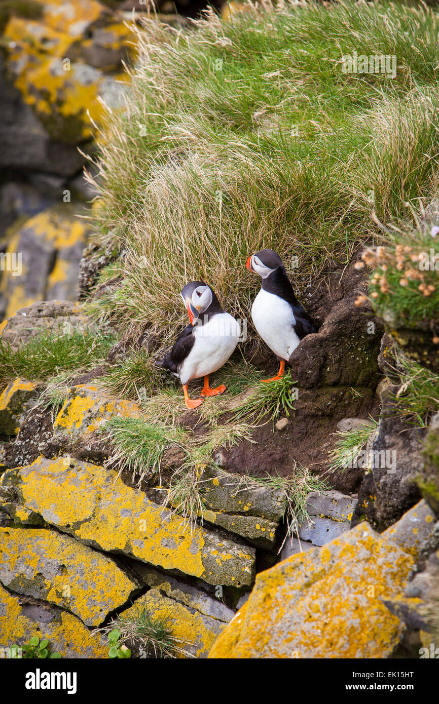 Puffin birds on the Latrabjarg cliffs in the Westfjords of Iceland ...