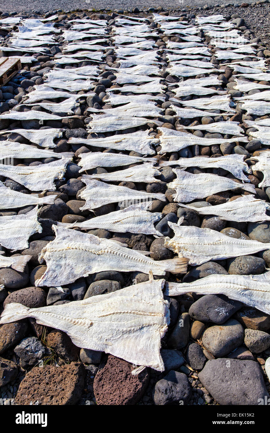 Cod fish drying on lava stones at the Westfjords Heritage Museum in ...