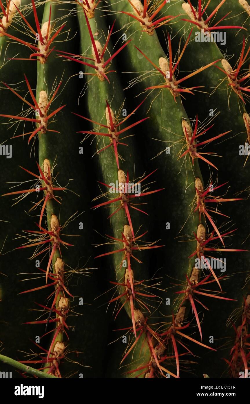 Mexican Fire Barrel Cactus close up, Carlsbad, New Mexico - USA Stock ...