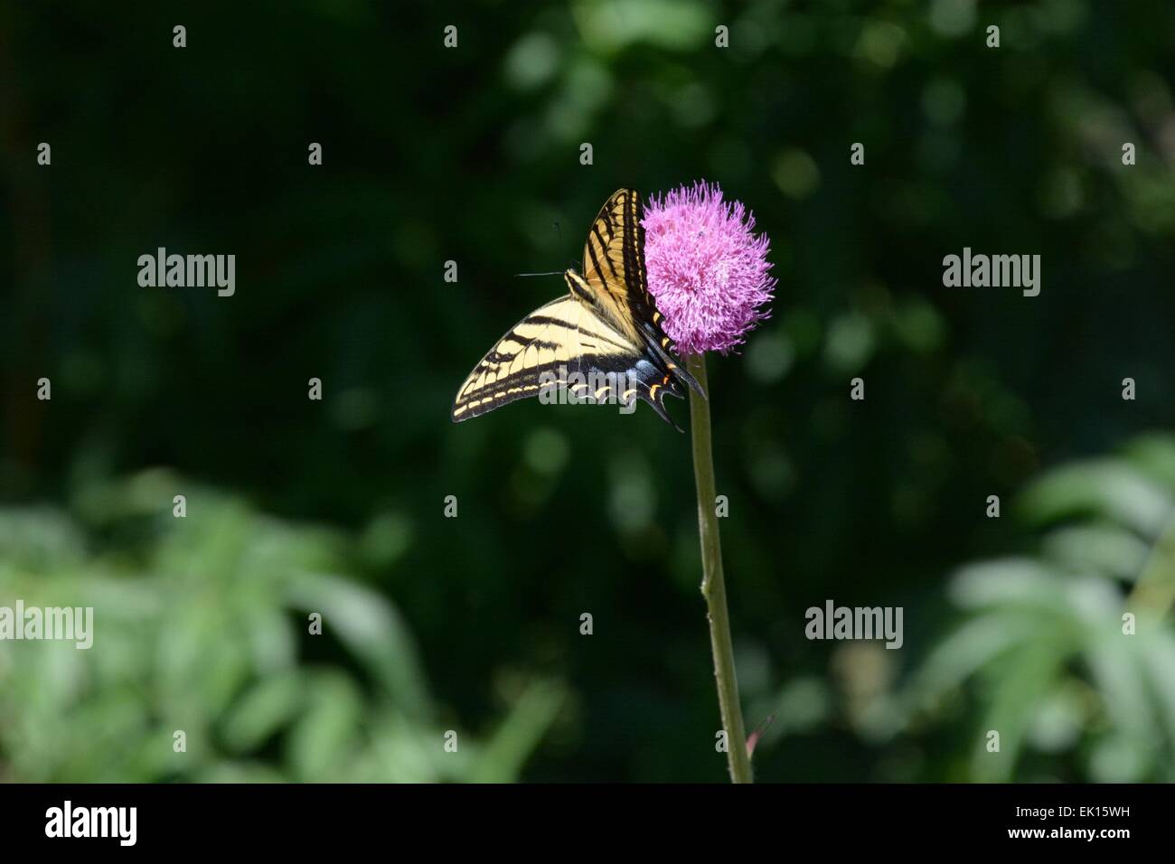 Two tailed swallowtail papilio multicaudata butterfly hi-res stock ...