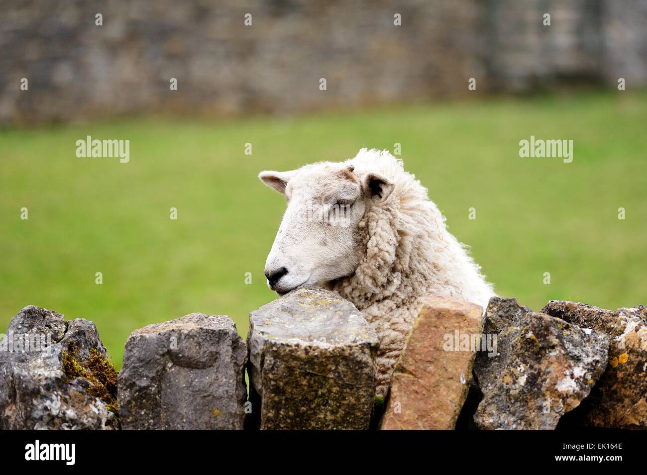 Looking over the Wall Stock Photo - Alamy