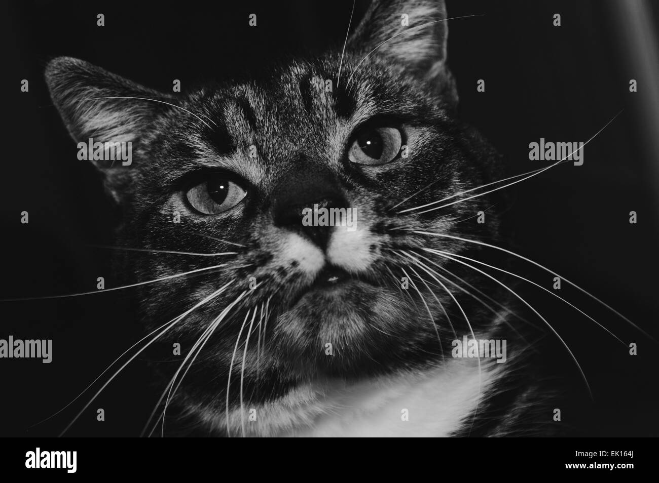 Black white photo gorgeous Black and White Stock Photos & Images - Alamy